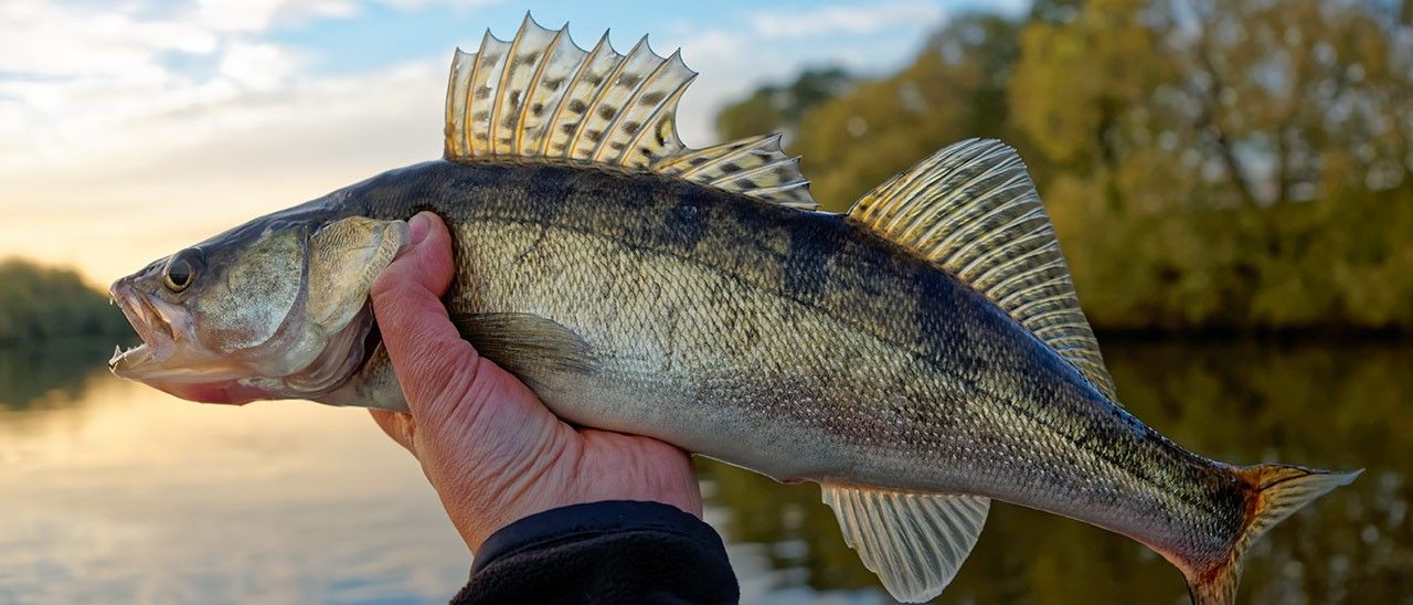 Google Pixel 2: nomi in codice Muskie e Walleye - Webnews